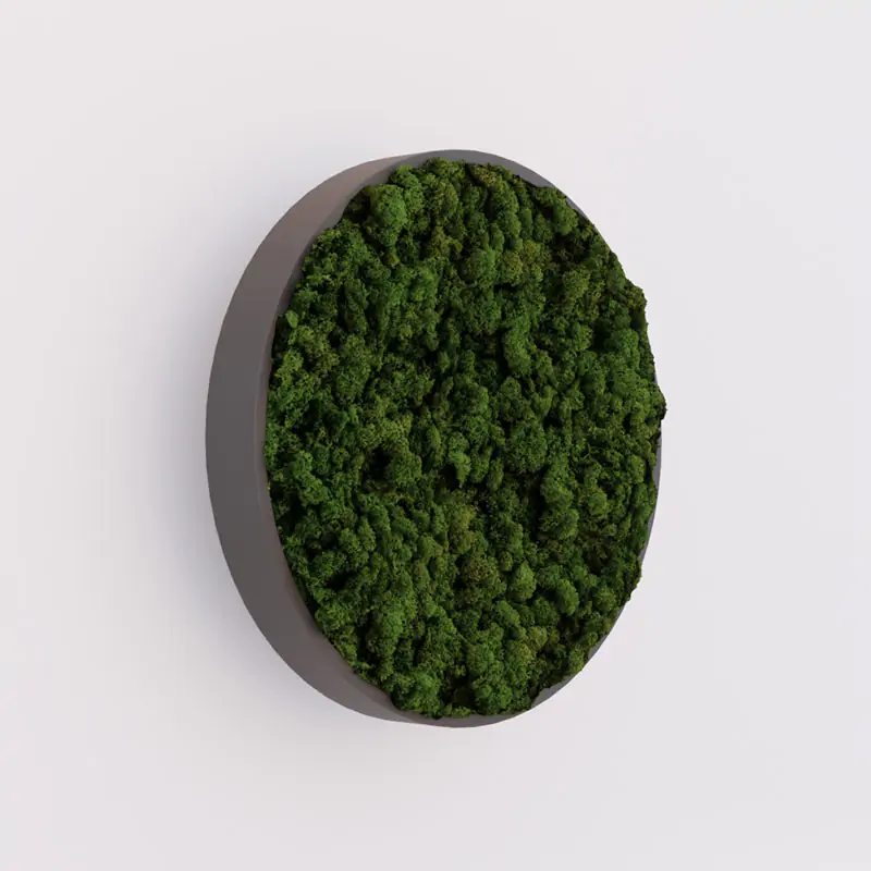 MuffleMoss Circle - Reindeer Moss Wall Panel – Muffle Acoustics Limited
